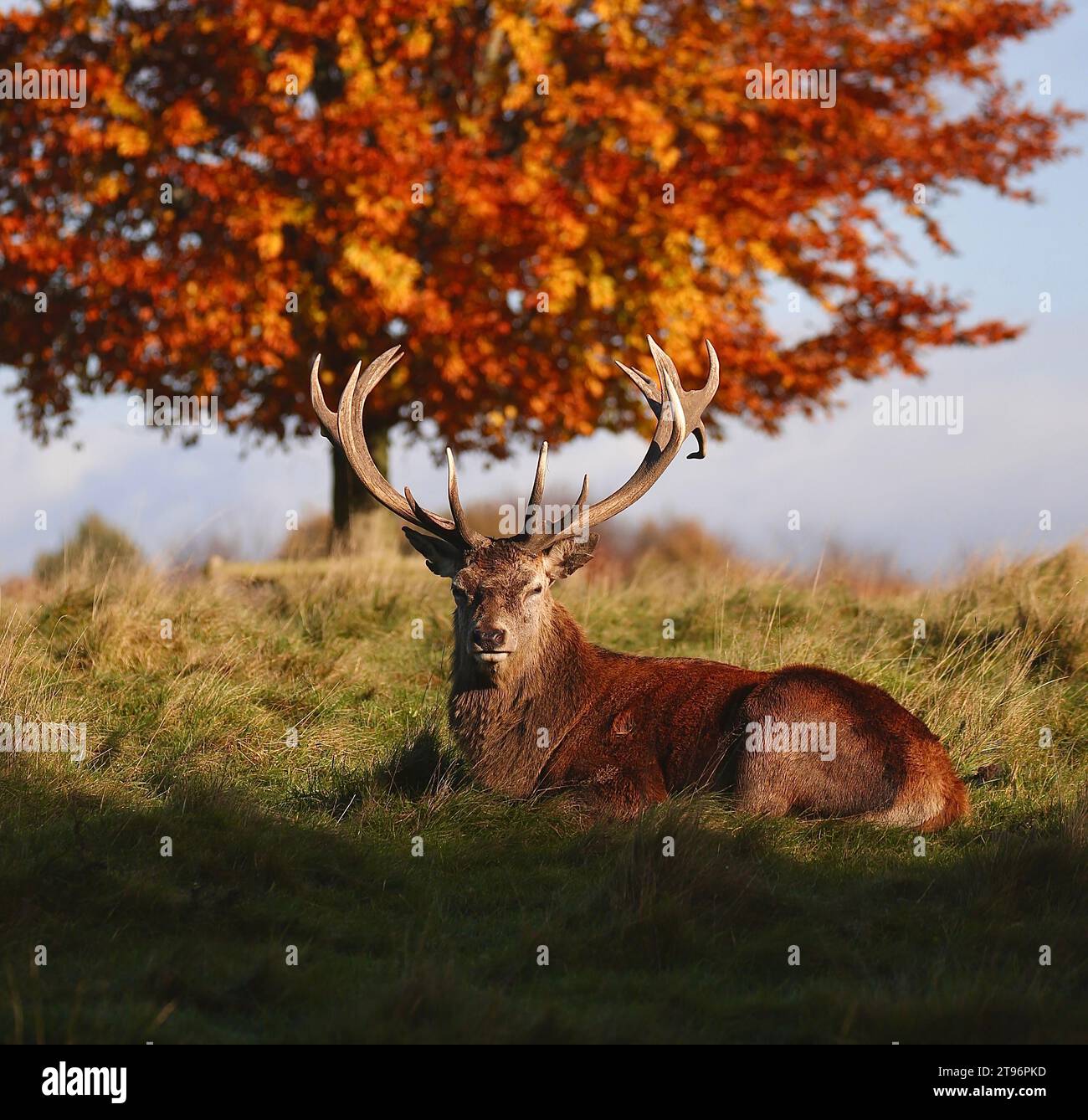 Red Deer Stag Stock Photo - Alamy