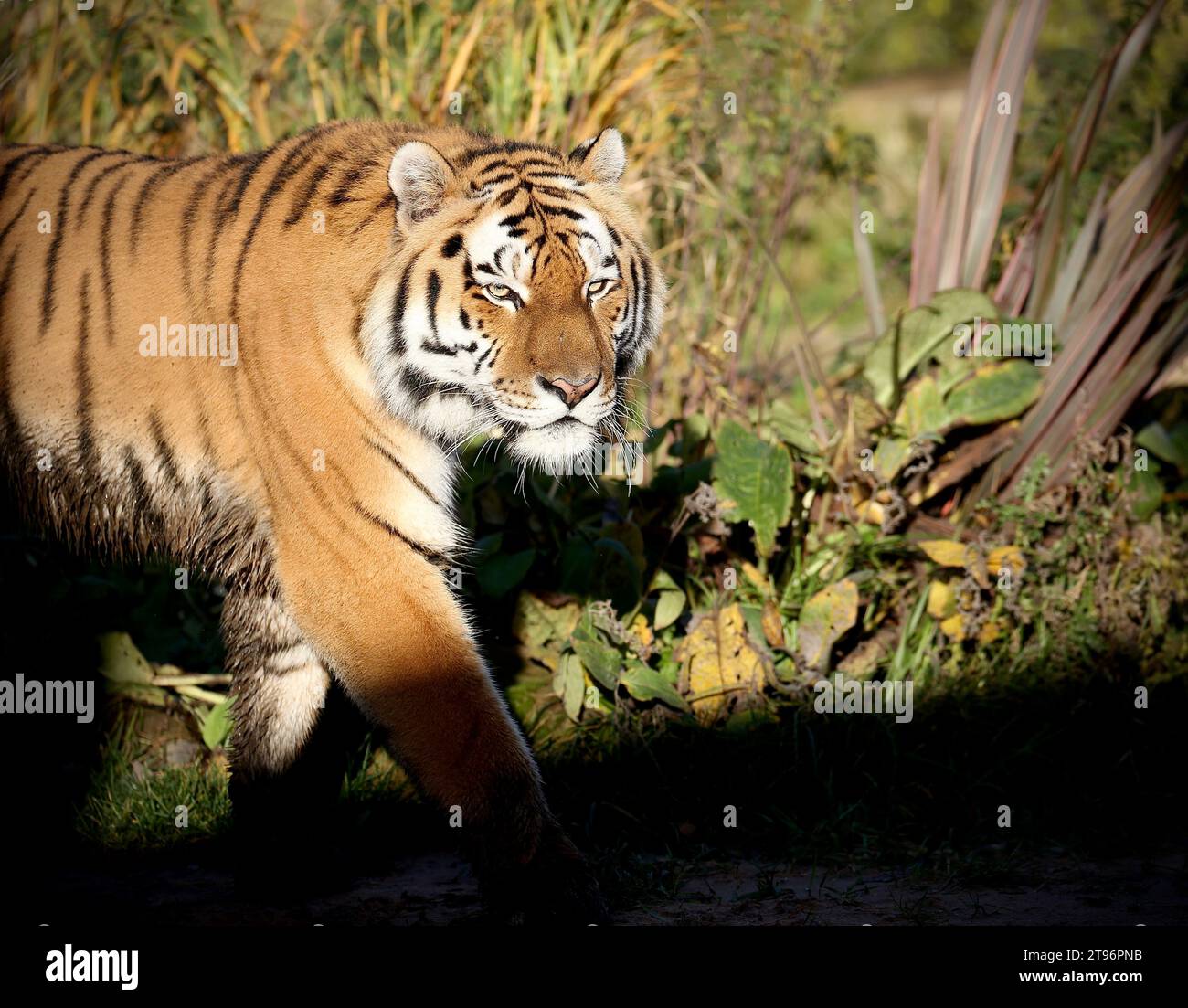 Tiger bush hi-res stock photography and images - Alamy