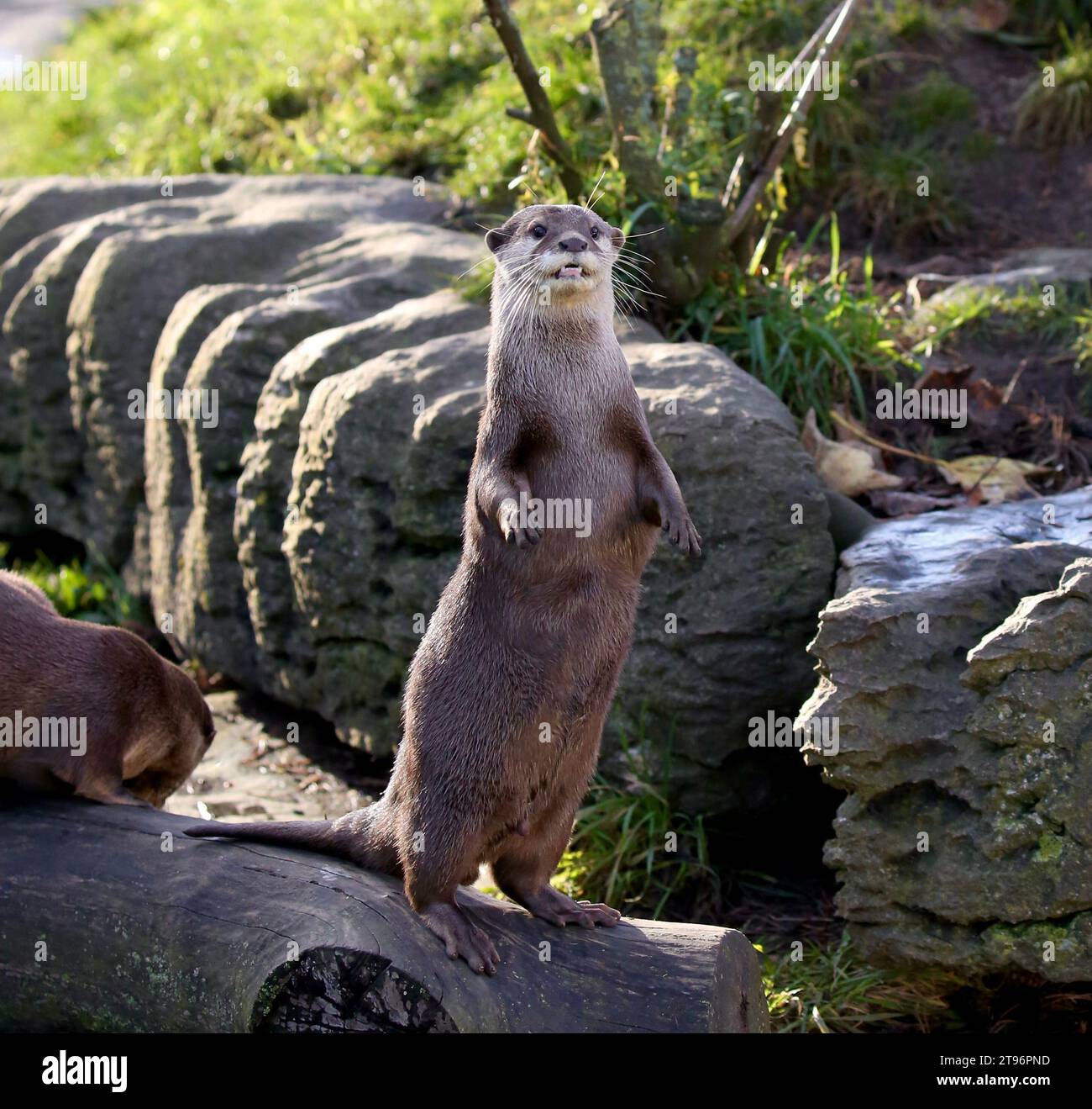 Asian Small-Clawed Otter Stock Photo - Alamy