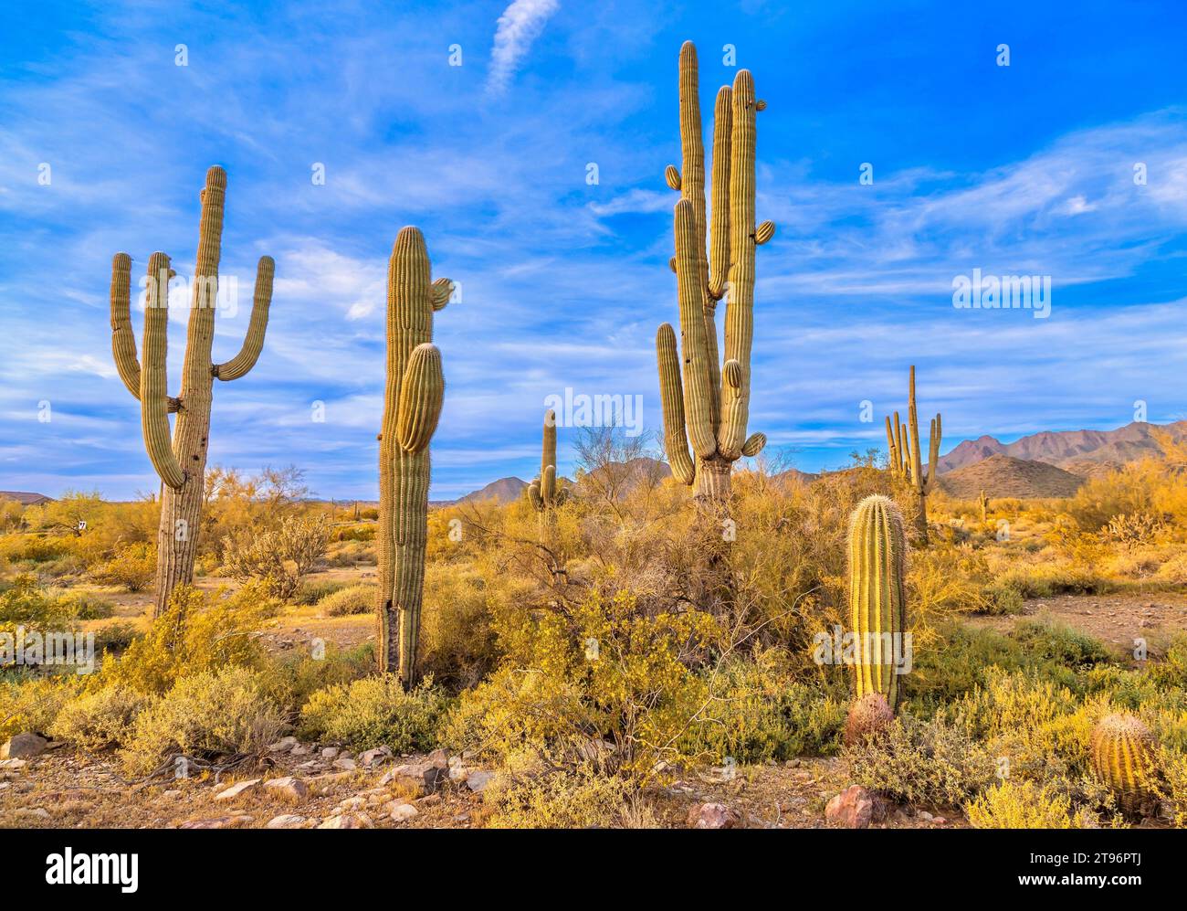 Saguaro cactus near phoenix hi-res stock photography and images - Alamy
