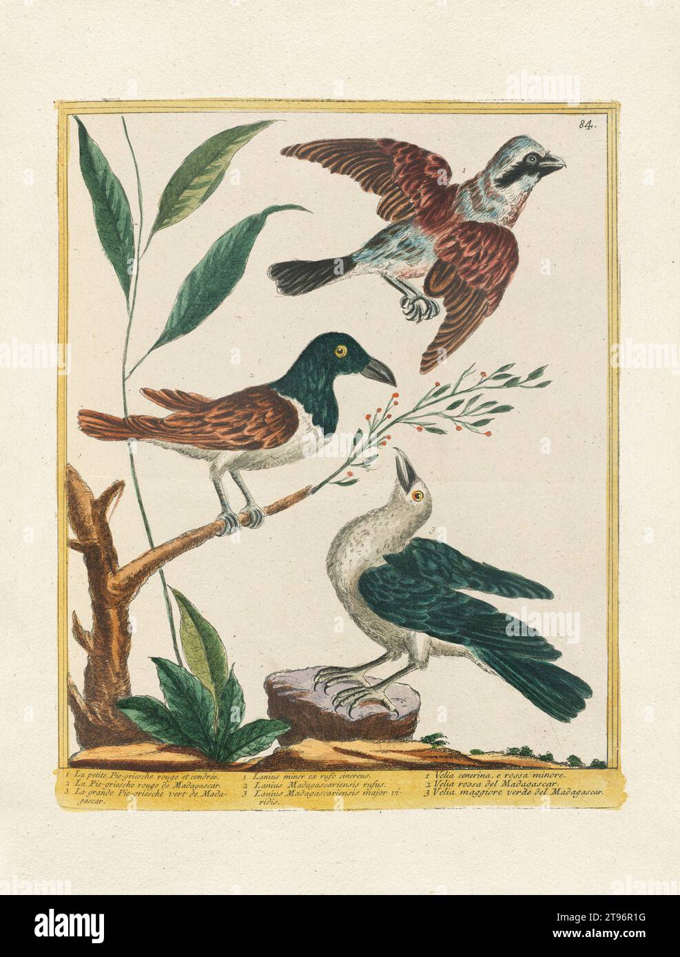 Vintage bird illustration. 18th century bird art. Ca. 1780 Stock Photo ...