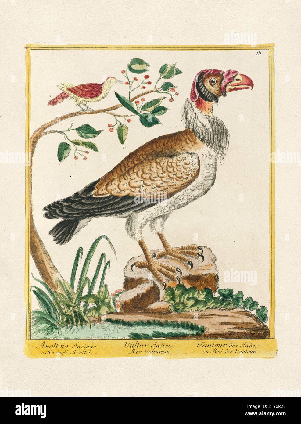 Vintage bird illustration. 18th century bird art. The Vulture. Ca. 1780 ...
