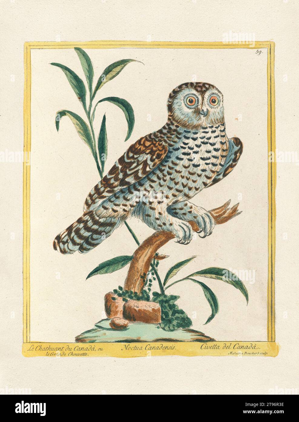 Vintage bird illustration. 18th century bird art. The Owl. Ca. 1780 ...
