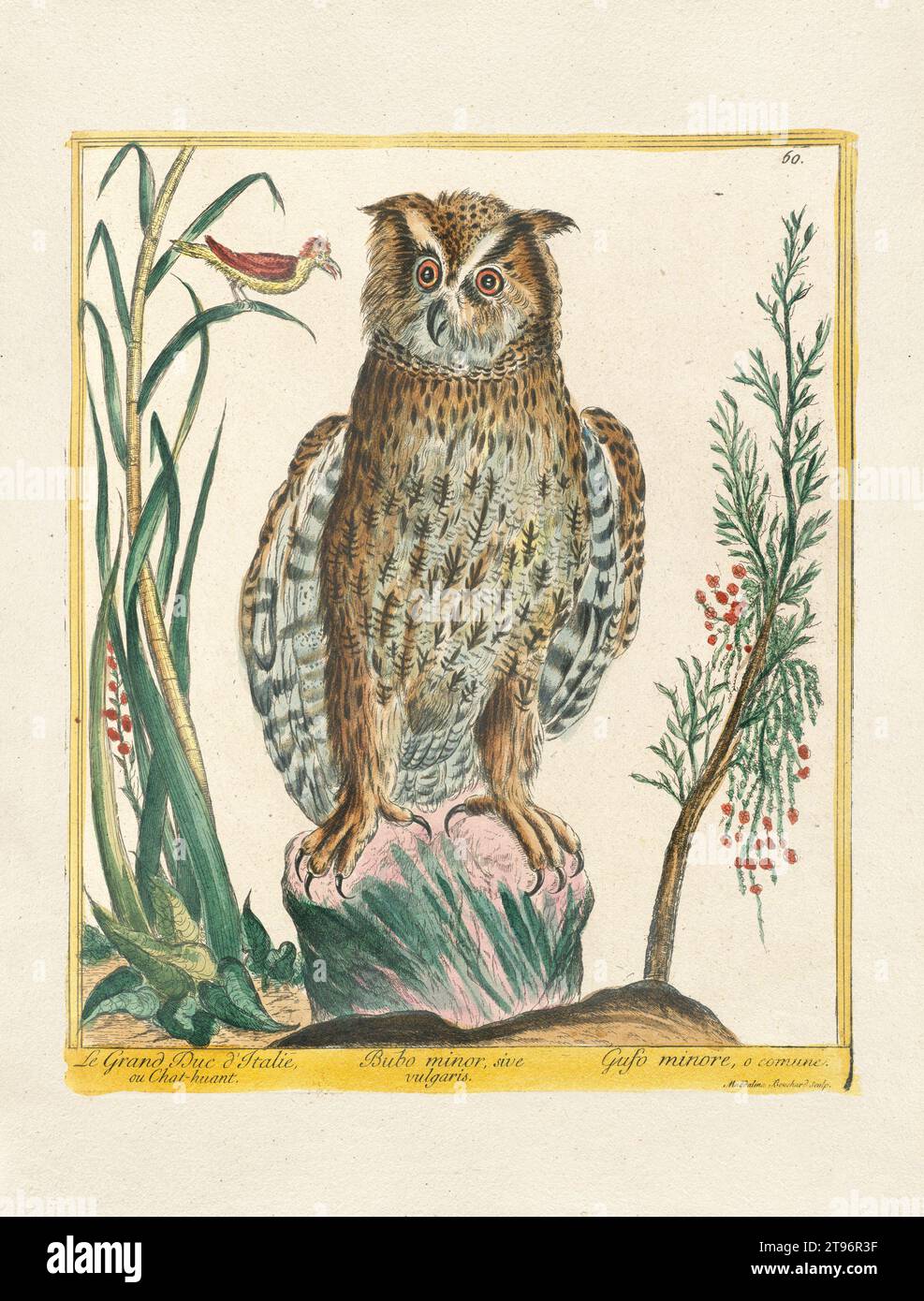18th century naturalist illustrations hi-res stock photography and ...