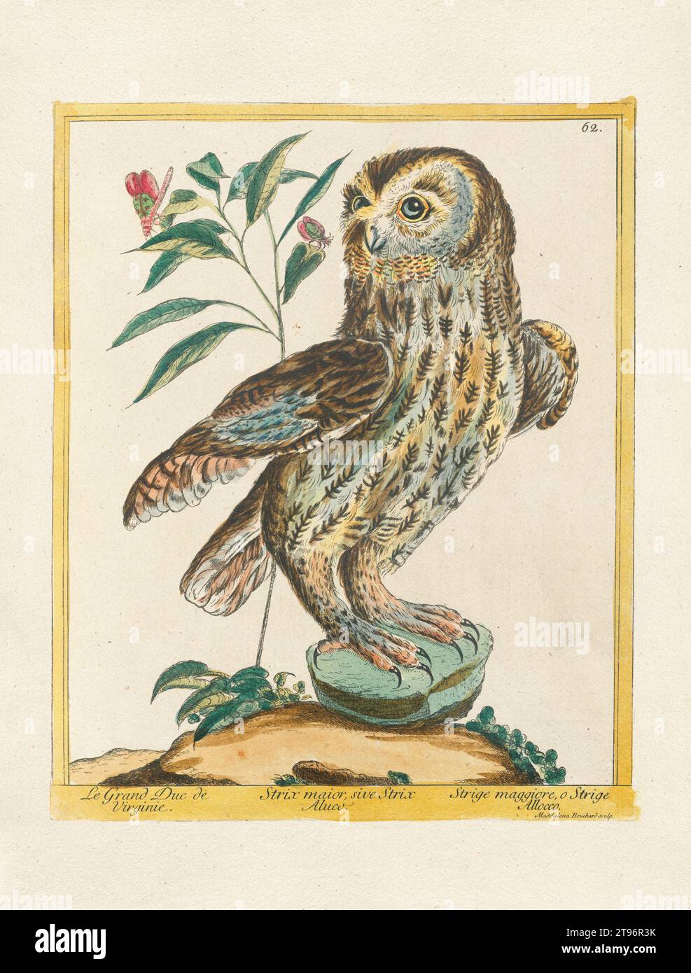 Vintage bird illustration. 18th century bird art. The Owl. Ca. 1780 ...