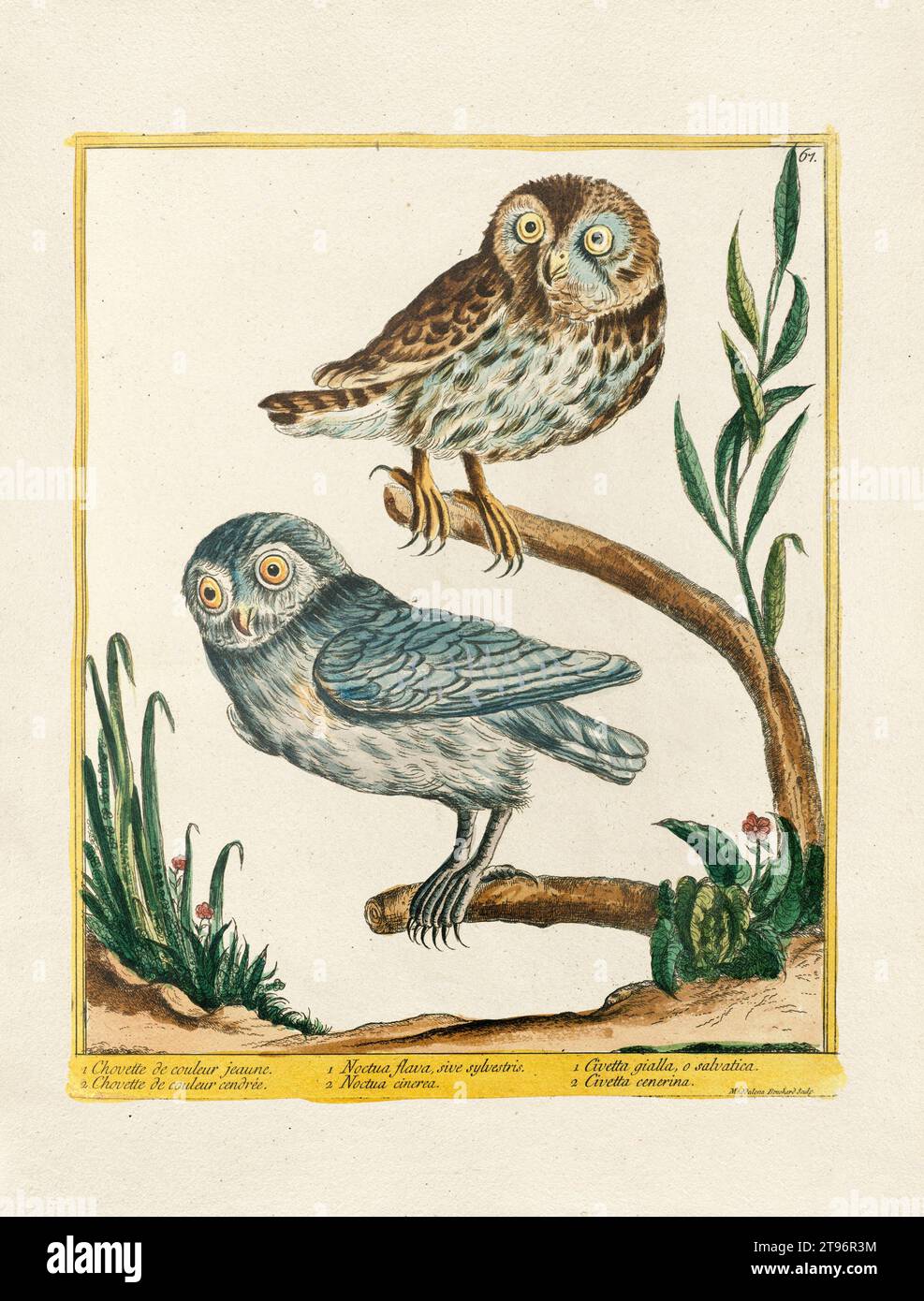 Vintage bird illustration. 18th century bird art. The Owl. Ca. 1780 ...