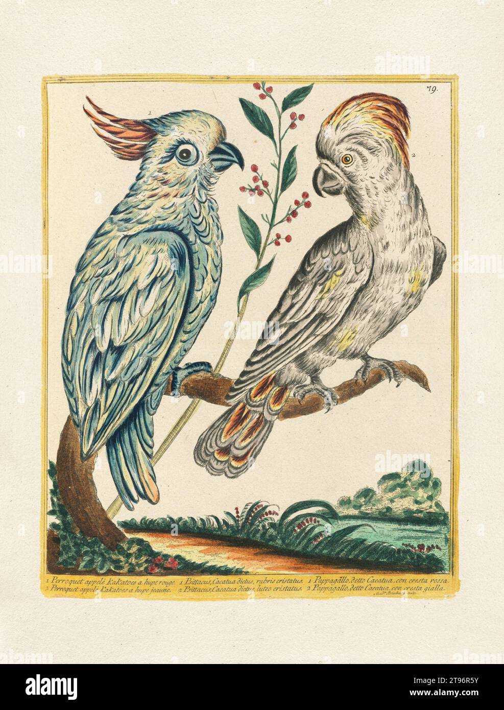 Vintage bird illustration. 18th century bird art. The Cockatoo. Ca ...