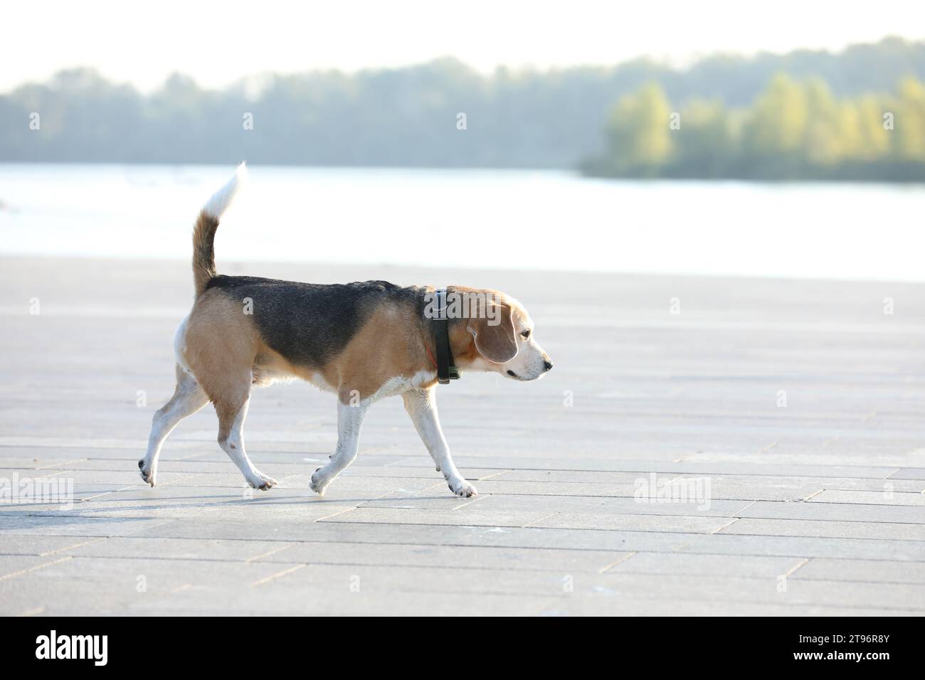 Old time breed of dog hi-res stock photography and images - Alamy