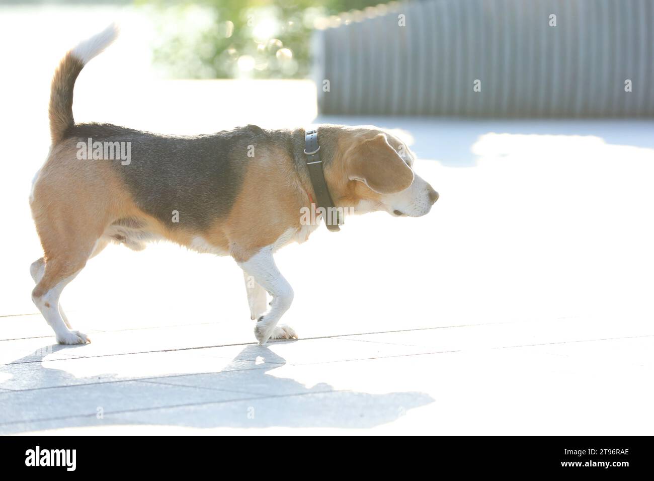 Old time breed of dog hi-res stock photography and images - Alamy