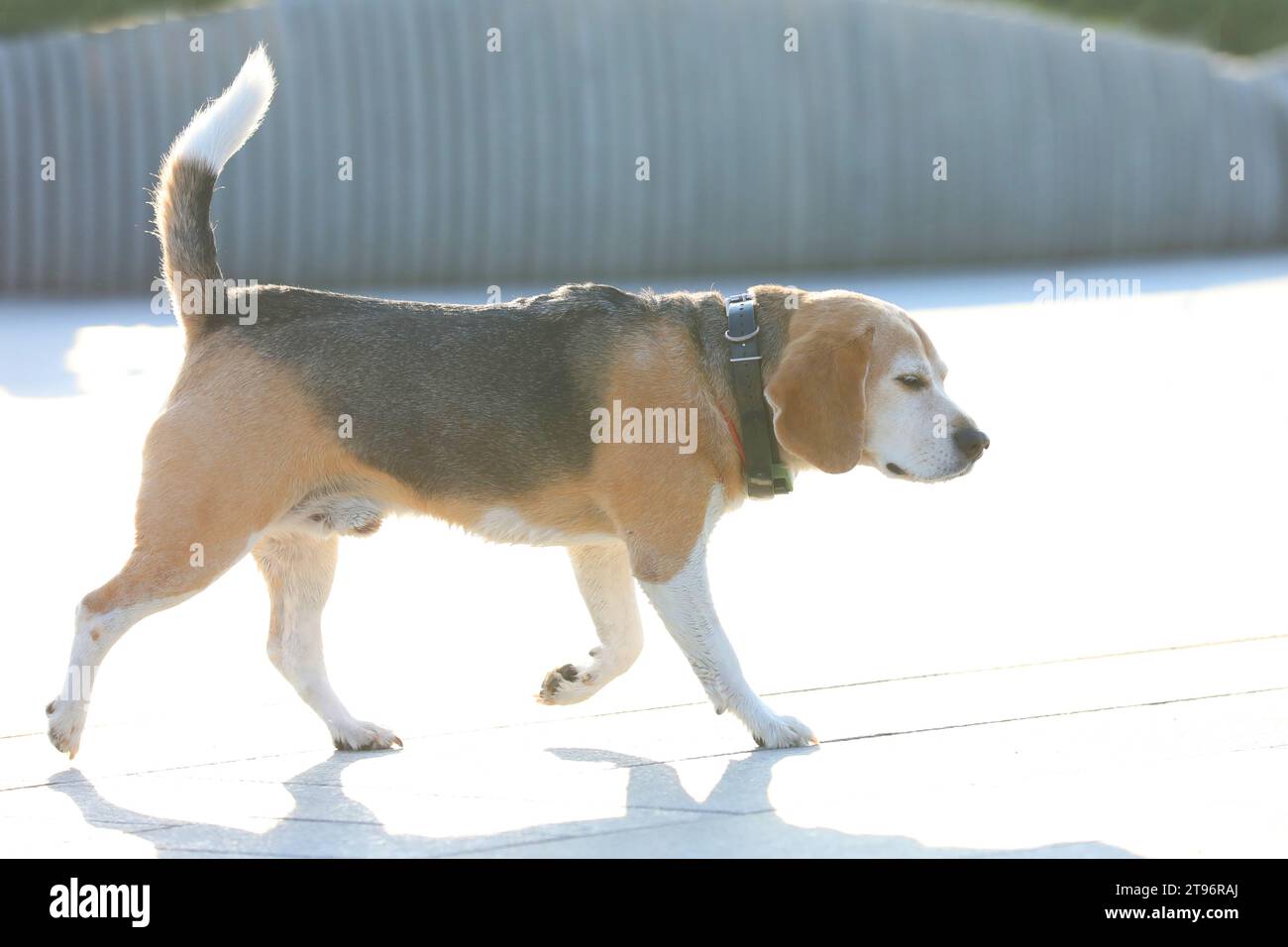 Old time breed of dog hi-res stock photography and images - Alamy