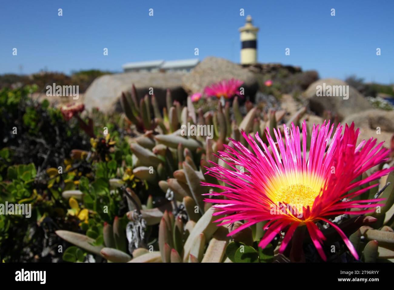 Wild flowers with a lighthouse in the distance Stock Photo - Alamy