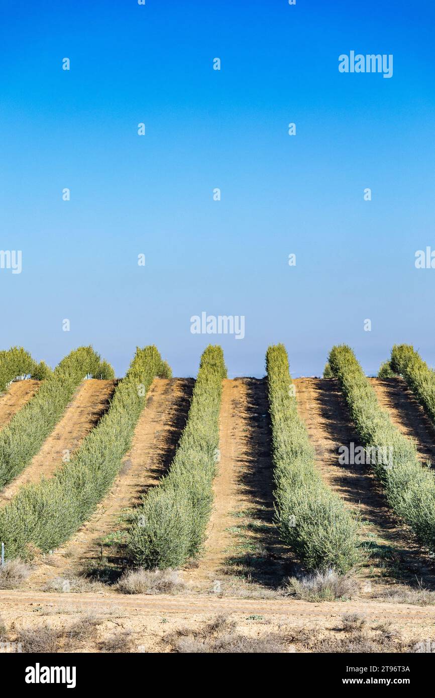 Row of olive trees in Castilla-La Mancha, Spain, captured during a ...