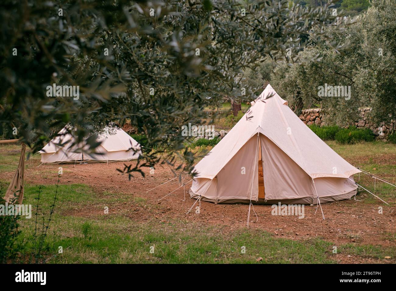 Tent fixed on ground and located in camping in green forest in summer ...