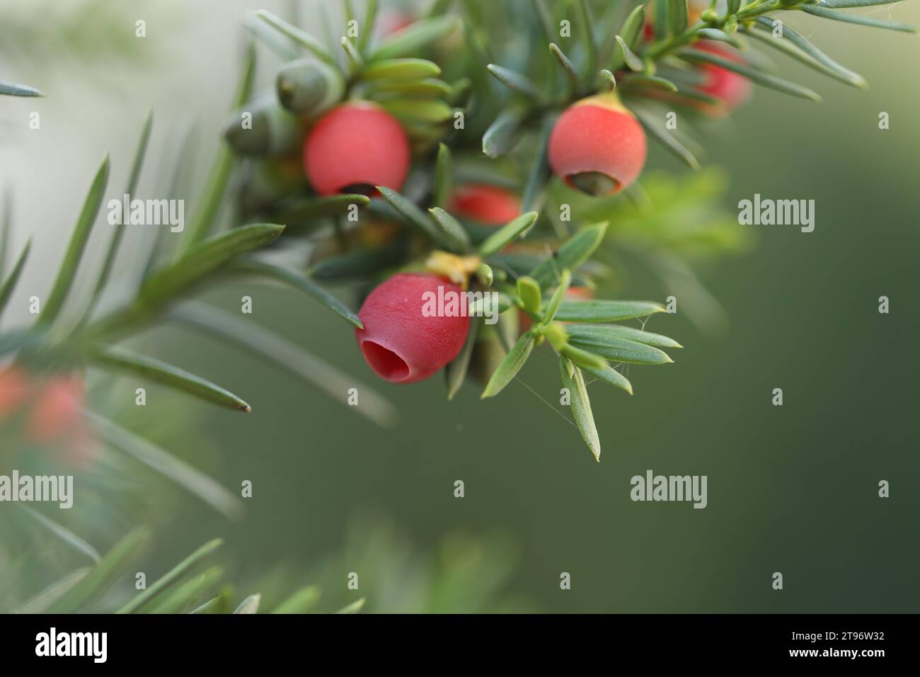 berries of taxus baccata tree in the garden. Taxus branches Stock Photo ...