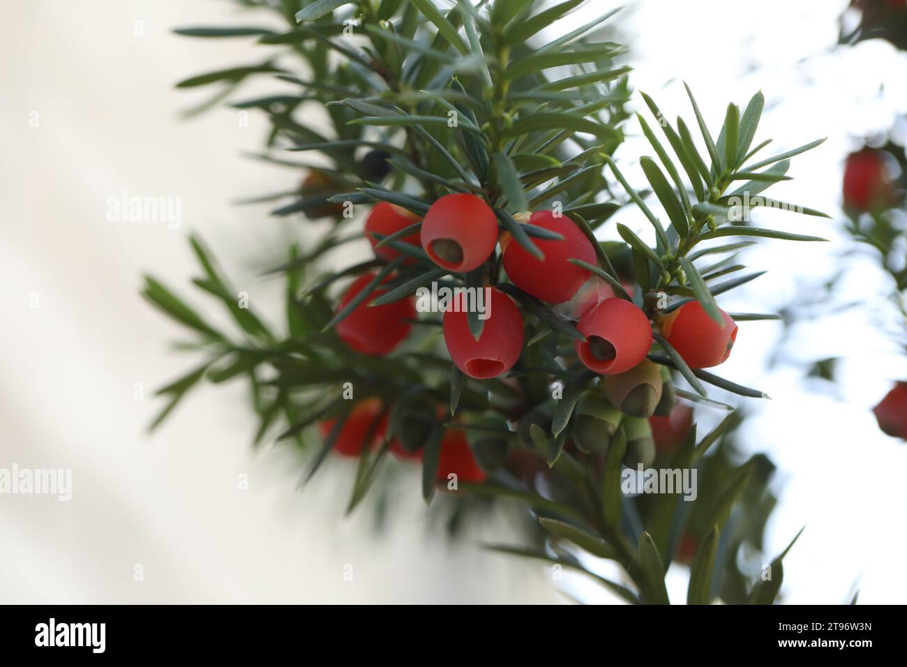 Taxus baccata tree hi-res stock photography and images - Alamy