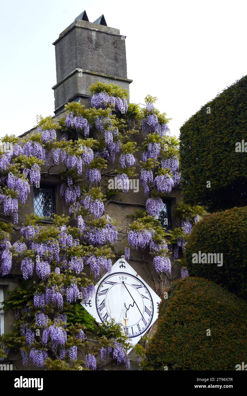 The Wisteria covered walls around the Sun Dial Clock at Levens Hall ...