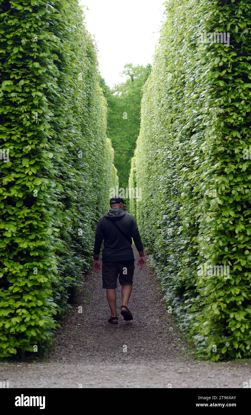 Man Walking on Path Through Tall Clipped Hedgerows at Levens Hall ...