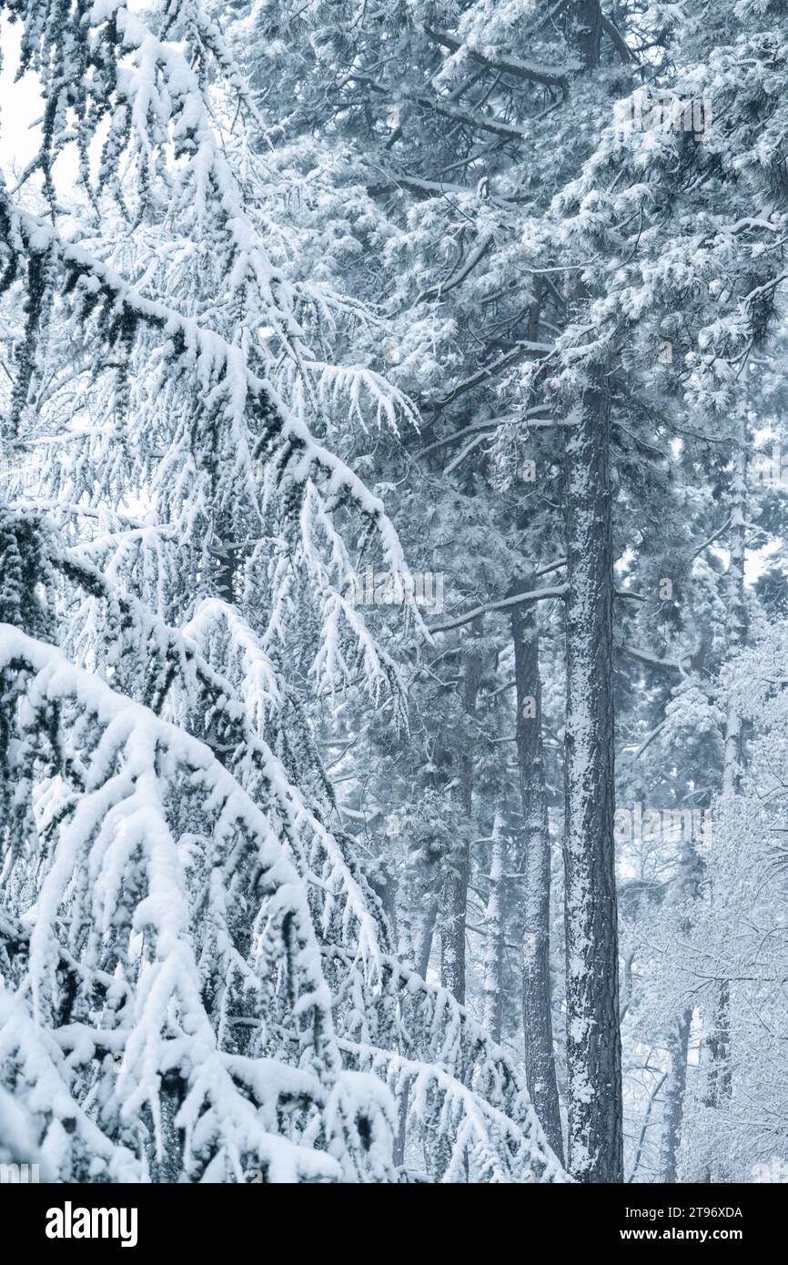 Snowy park frozen trees hi-res stock photography and images - Alamy