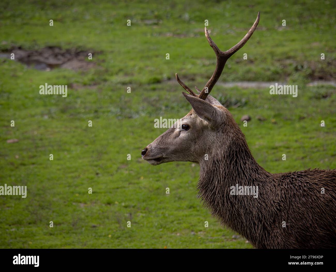 Ciervo de una sola asta hi-res stock photography and images - Alamy