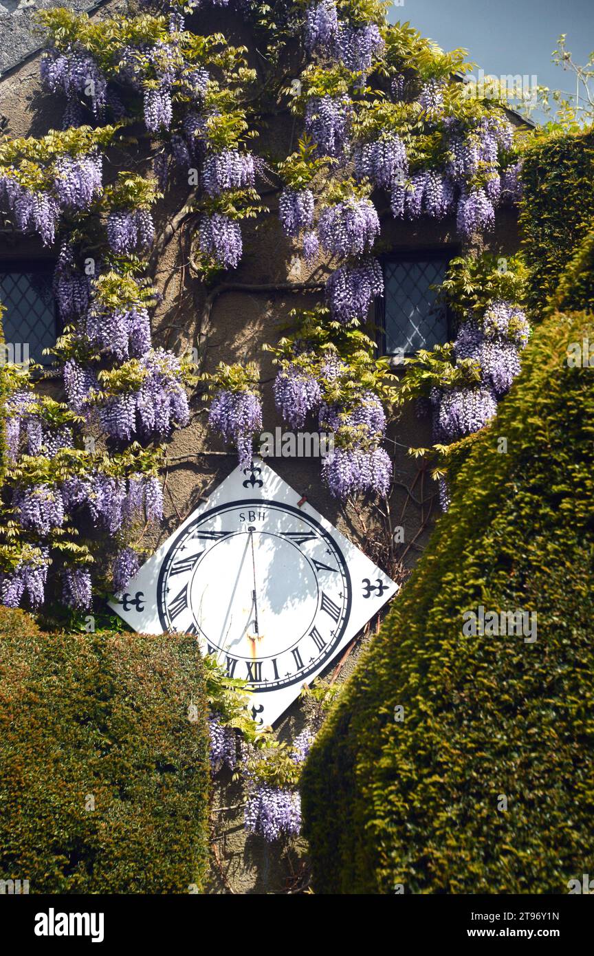 The Wisteria covered walls around the Sun Dial Clock at Levens Hall ...