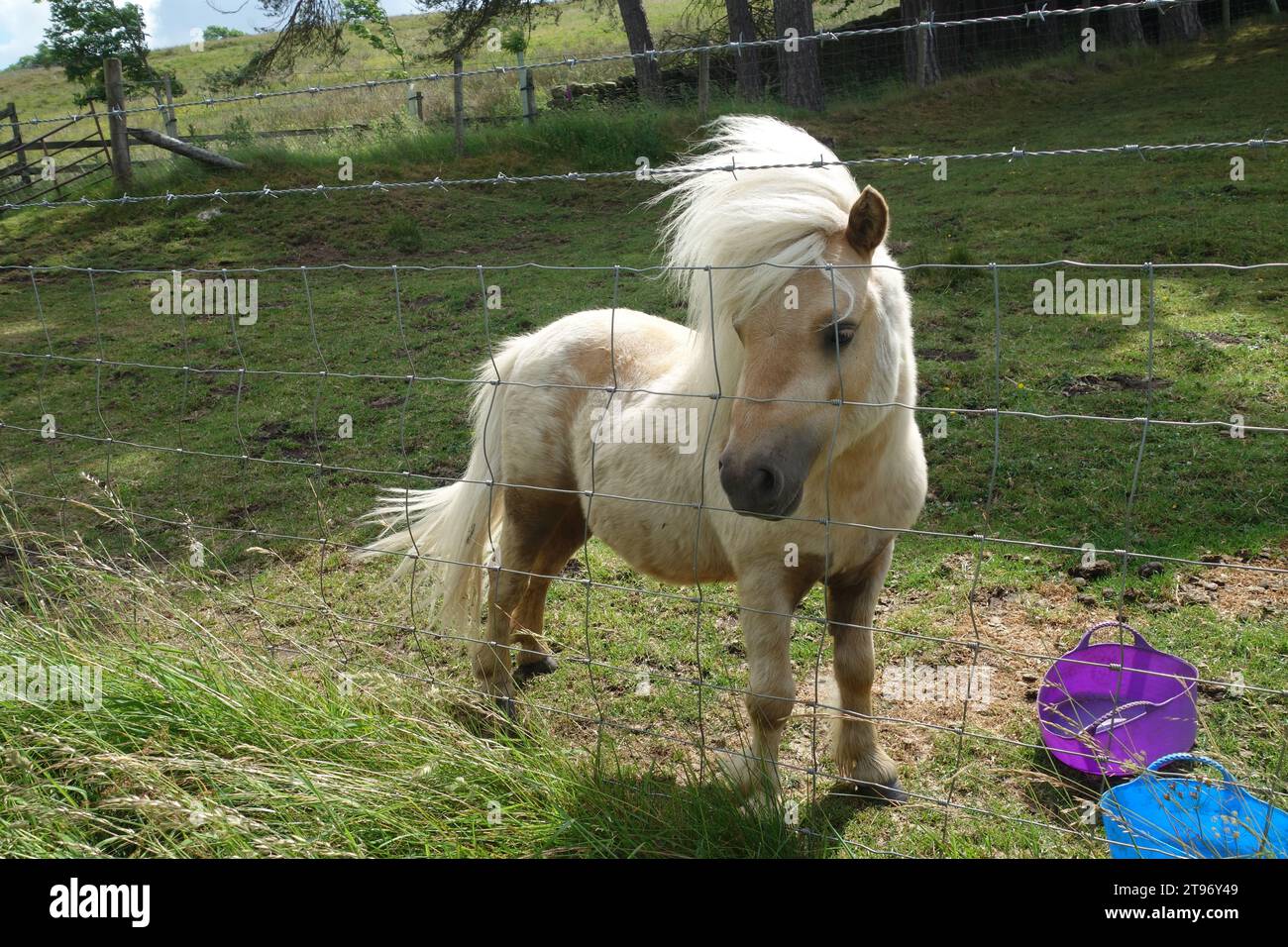 Small White Male Shetland Pony Stallion behind wire fence by Footpath ...