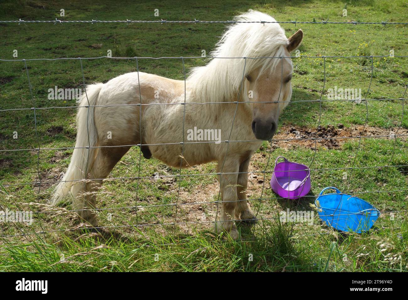 Miniature stallion horse uk hi-res stock photography and images - Alamy