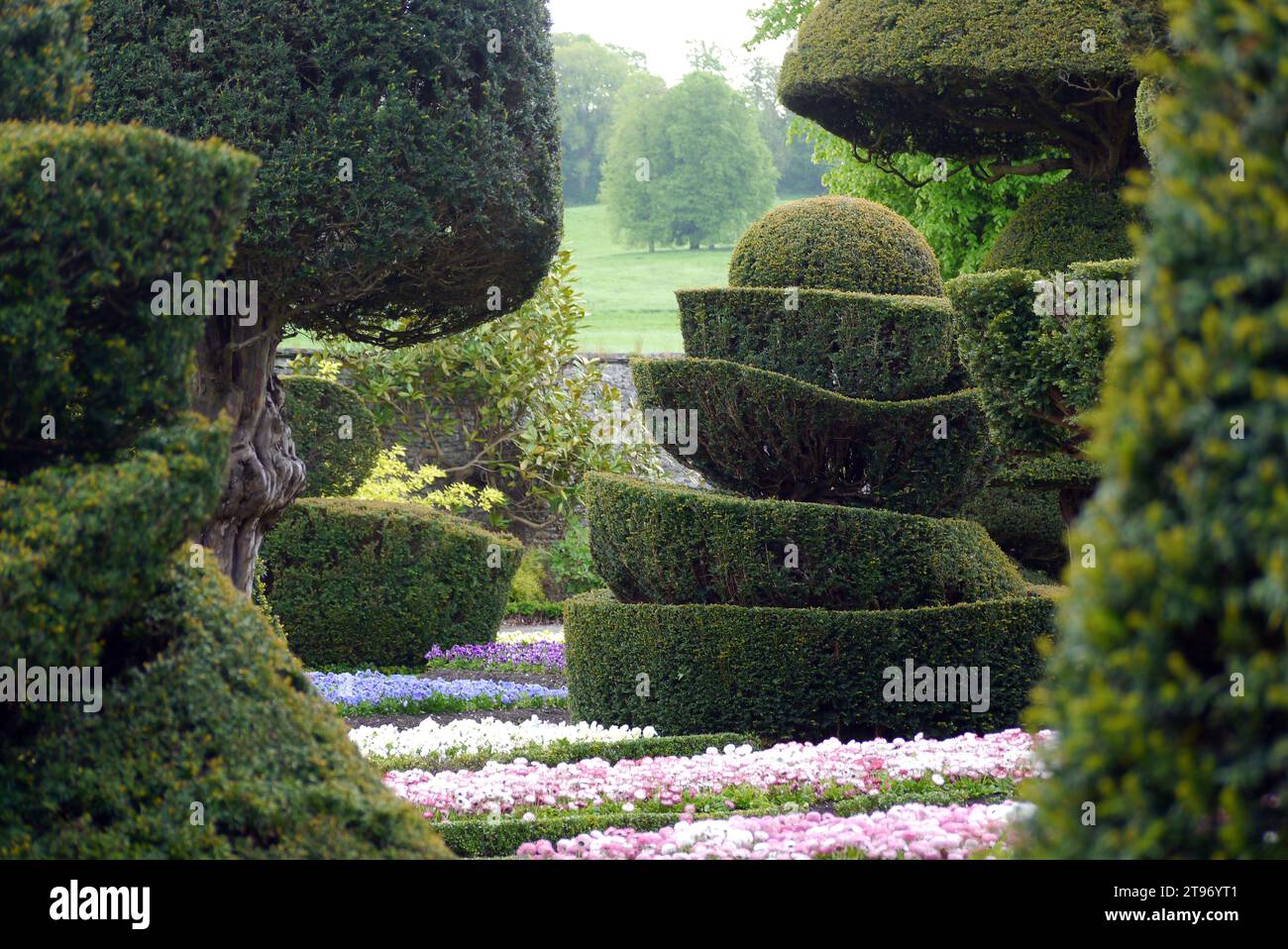Sculptured, Trimmed Topiary Trees at Levens Hall & Gardens, Kendal ...