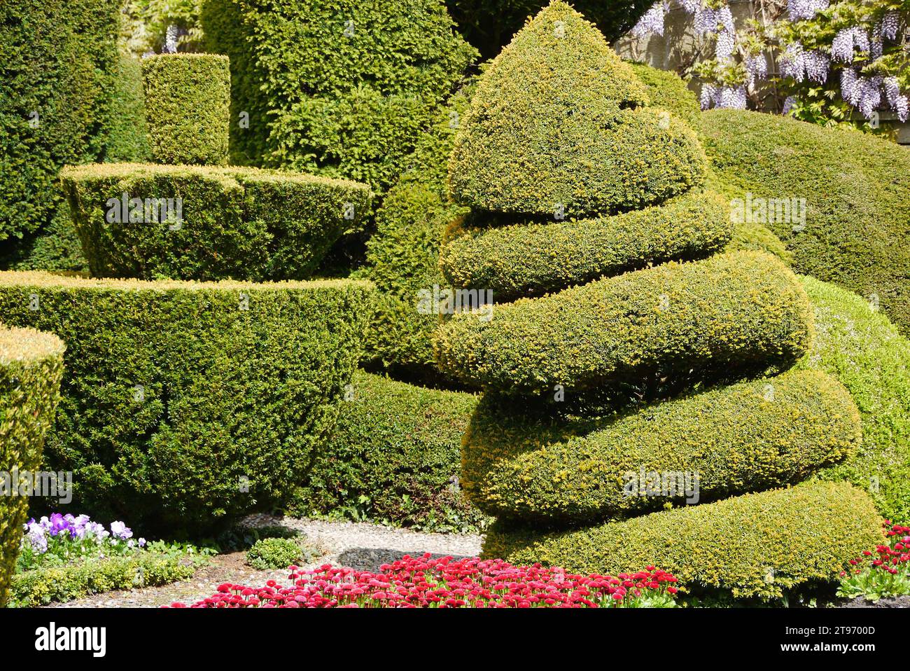 Sculptured, Trimmed Topiary Trees at Levens Hall & Gardens, Kendal ...