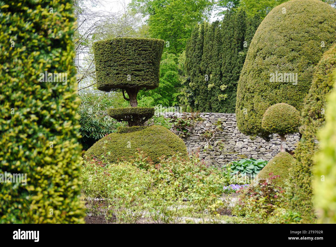 Sculptured, Trimmed Topiary Trees at Levens Hall & Gardens, Kendal ...