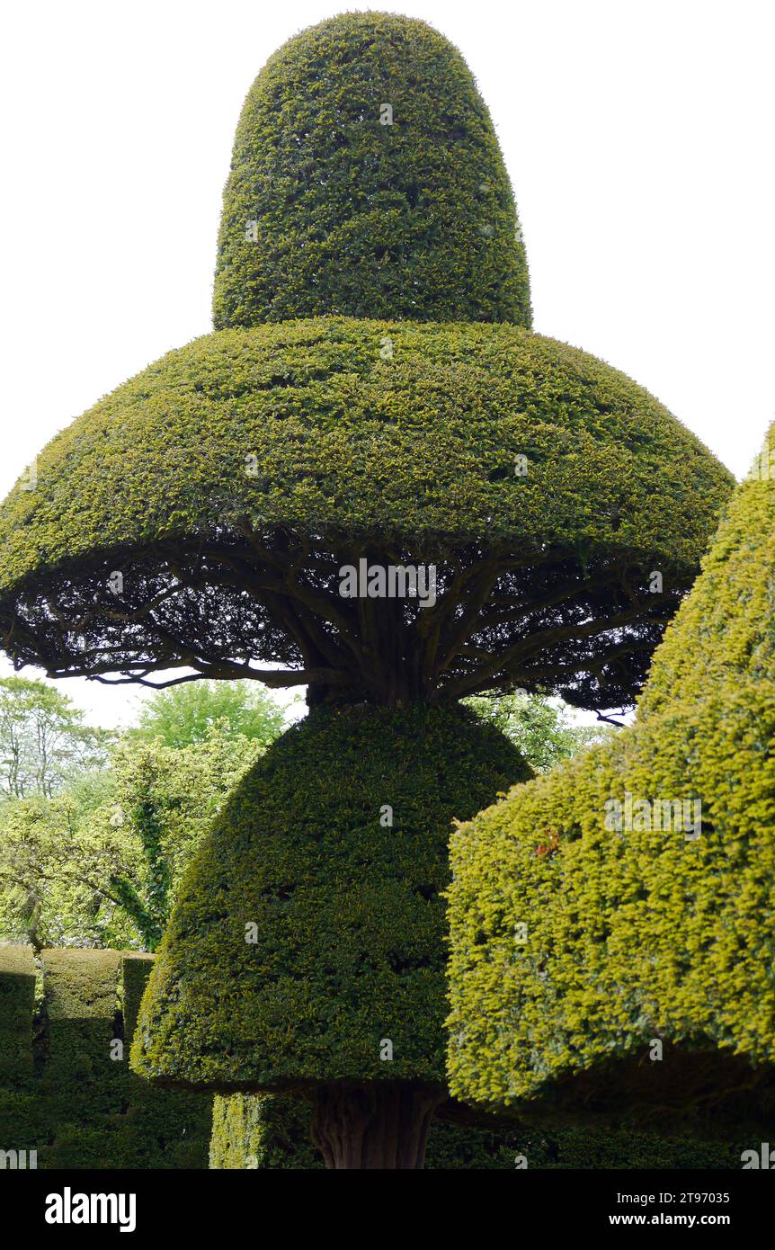 Sculptured, Trimmed Topiary Trees at Levens Hall & Gardens, Kendal ...