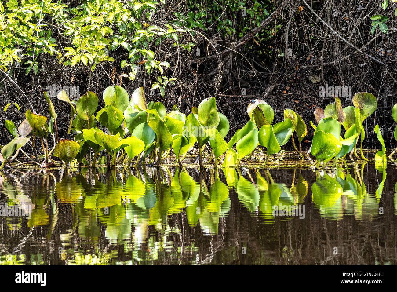 Canoe tour on the Pantanal Marimbus, waters of many rivers and abundant ...