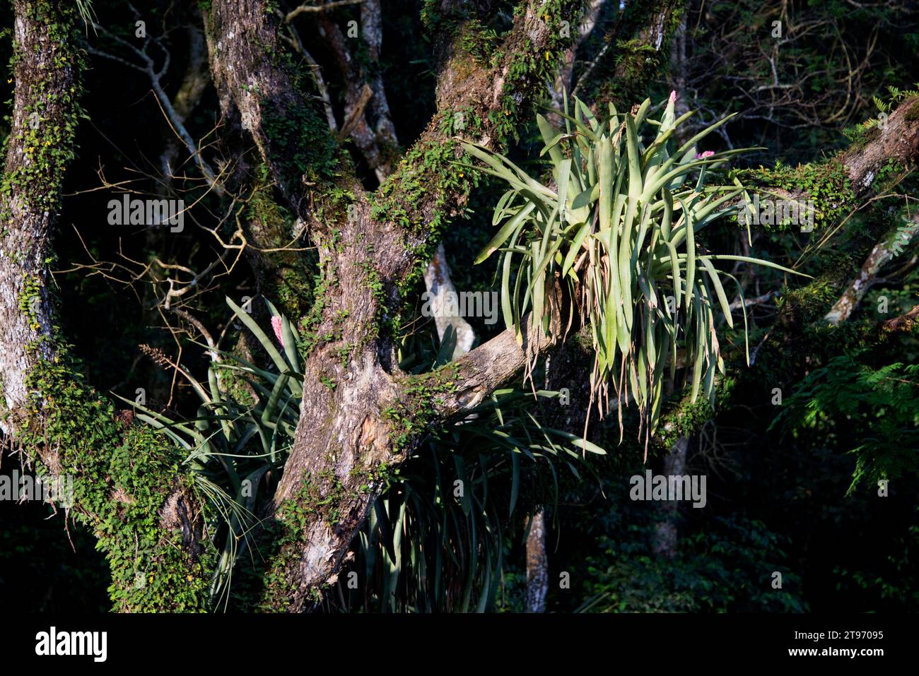 Aechmea bracteata hi-res stock photography and images - Alamy