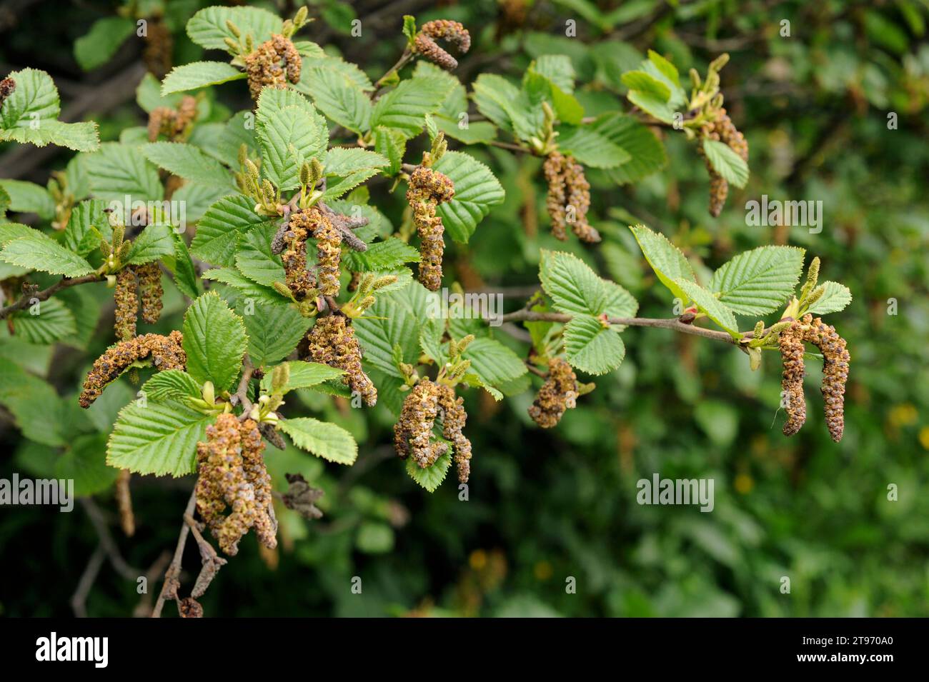 Green alder (Alnus viridis), female and male flowers detail. This photo ...