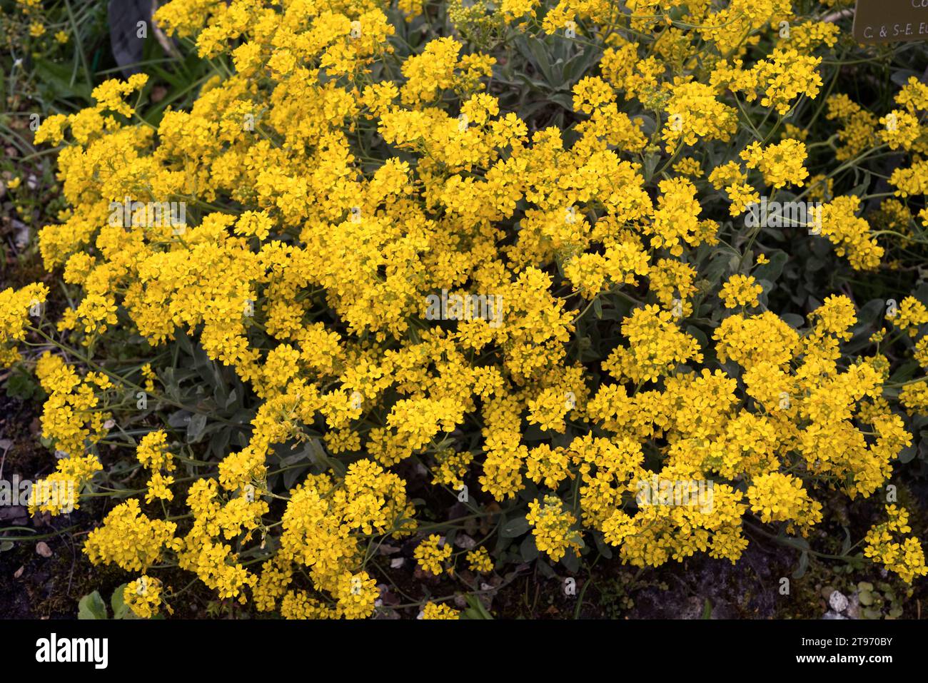 Gold alyssum basket gold gold hi-res stock photography and images - Alamy