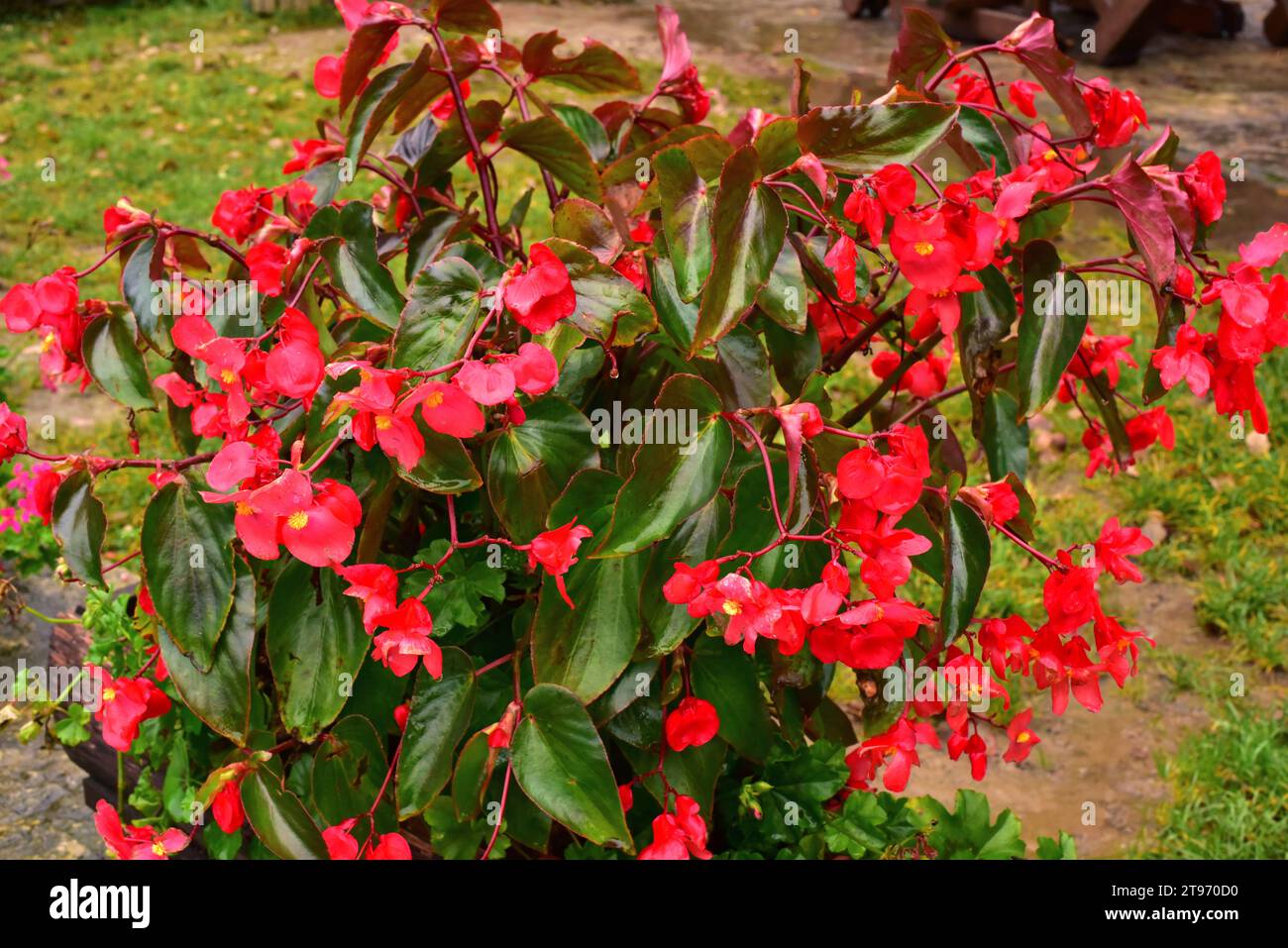 Begonia Begonia Semperflorens