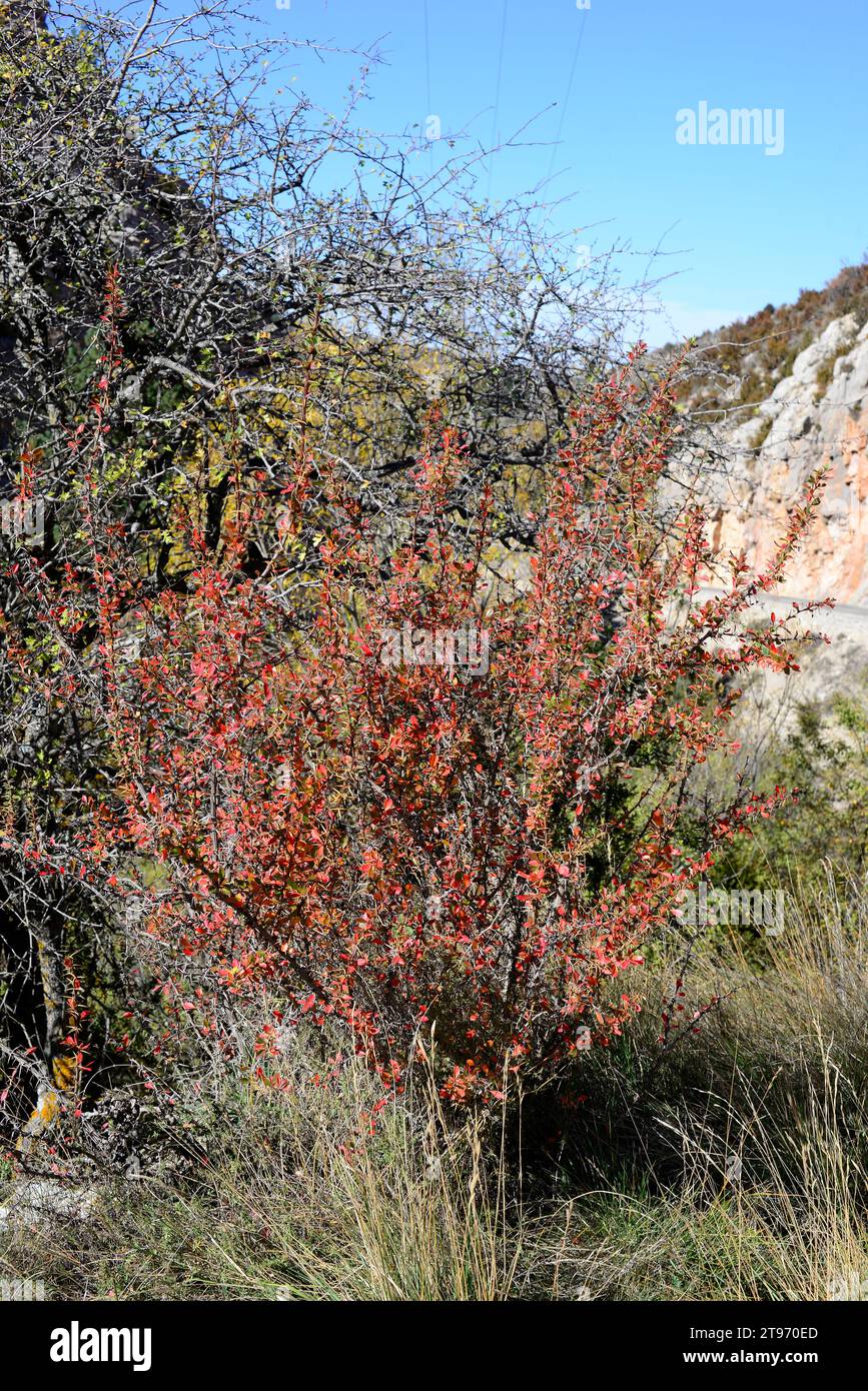 European barberry (Berberis vulgaris) is a thorny shrub with edible ...