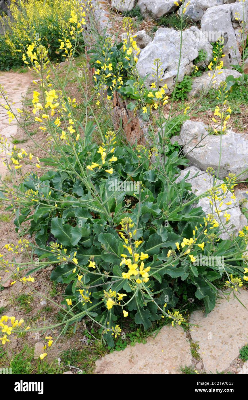 Mustard (Brassica cretica) is a perennial plant native to Greece ...