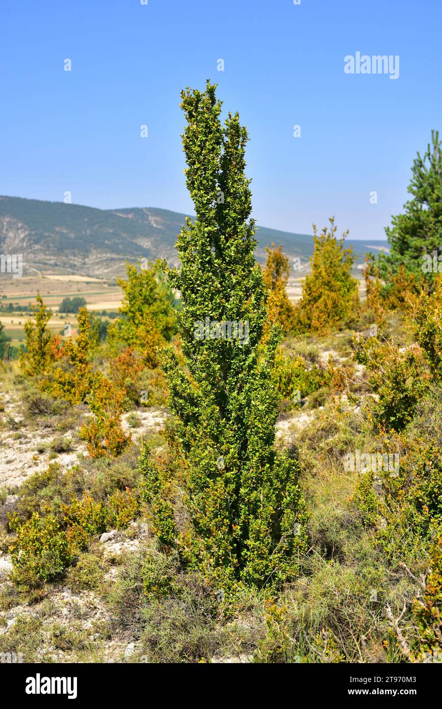 European box (Buxus sempervirens) is an evergreen shrub. This photo was ...