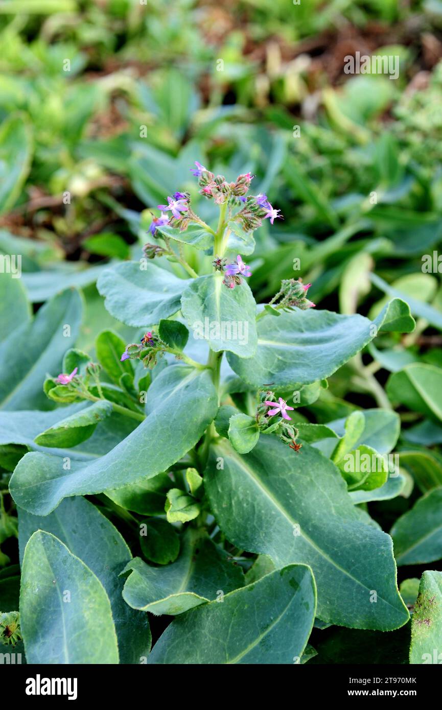 Caccinia macranthera is a perennial plant native to Turkey, Iraq, Iran ...