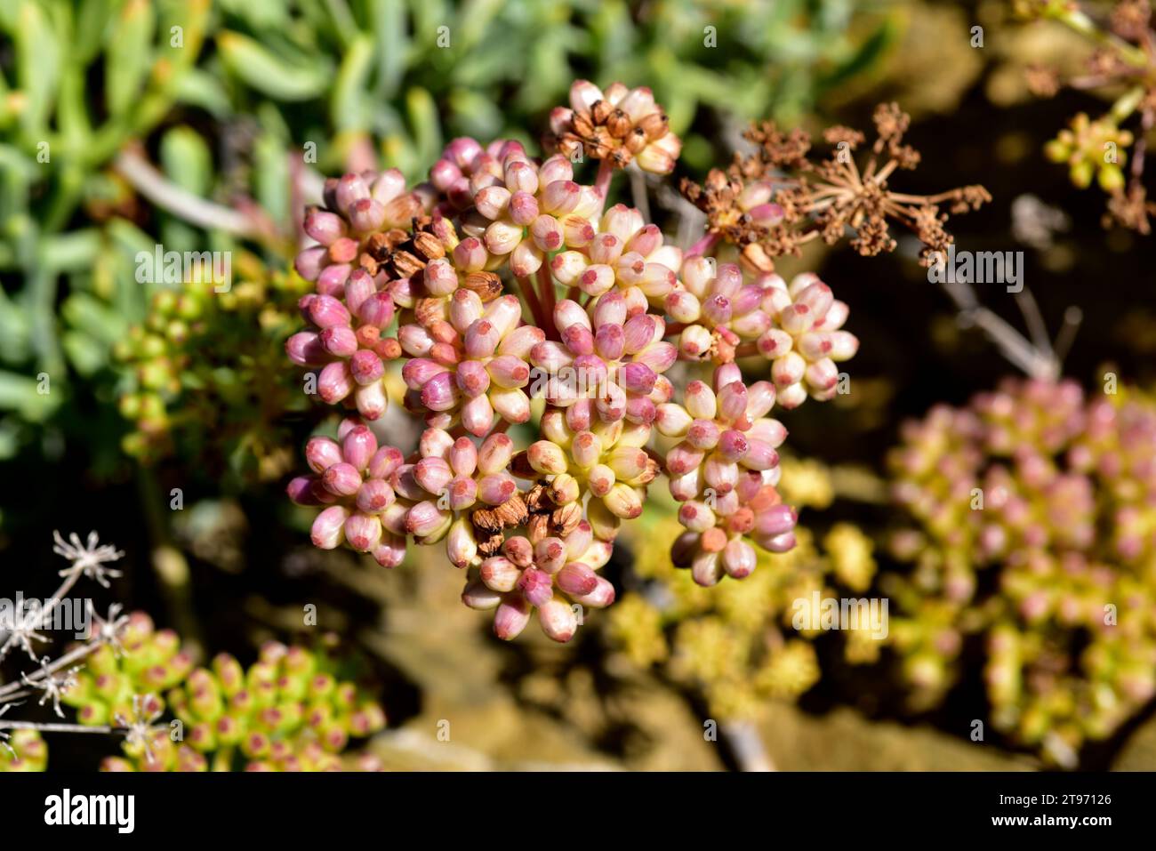 Sea fennel or samphire (Crithmum maritimum) is an edible plant native ...