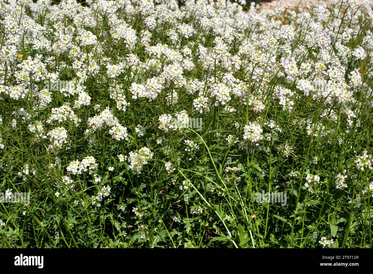 White rocket (Diplotaxis erucoides) is an annual herb Brassicaceae ...
