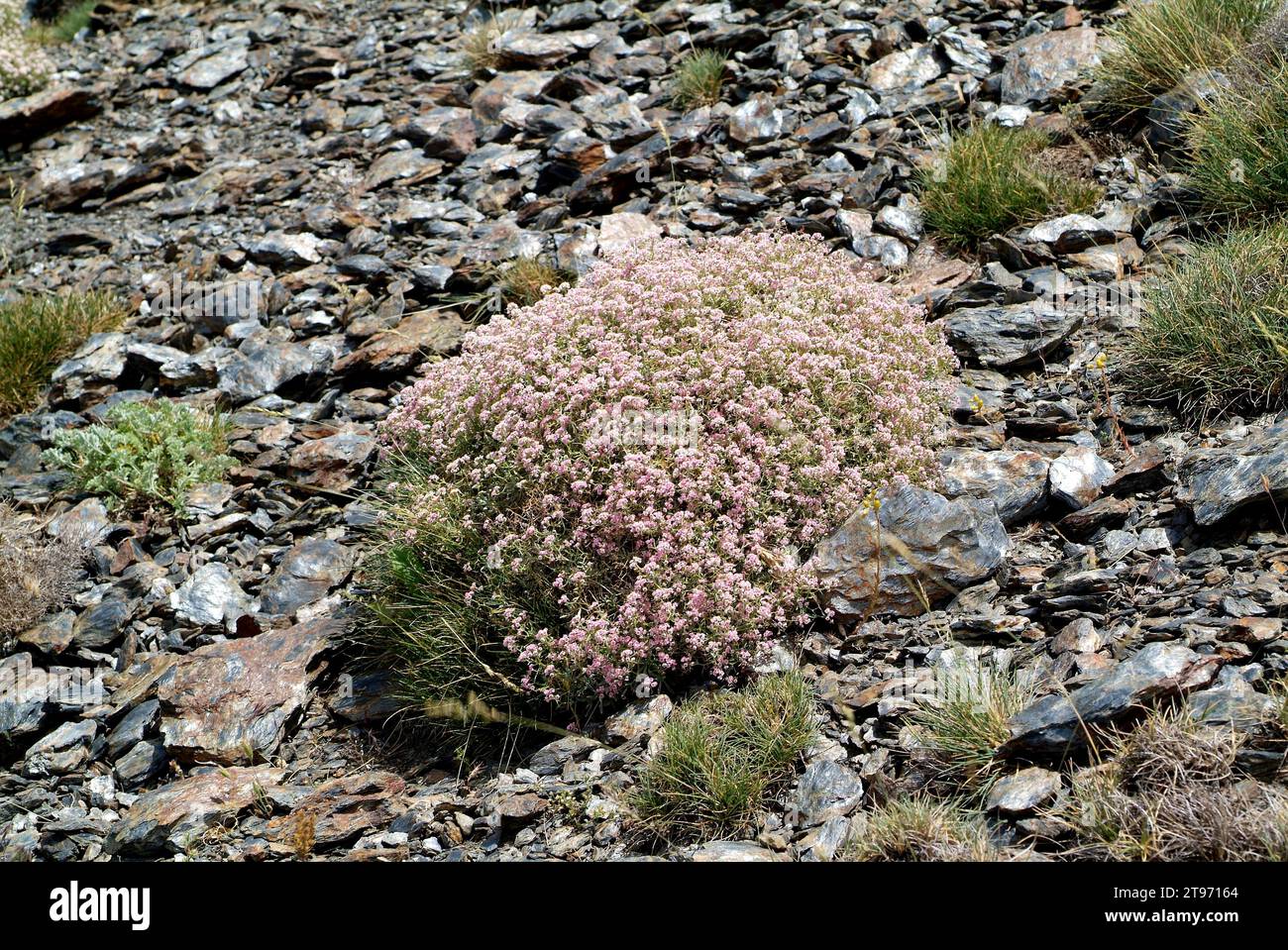 Spiny madwort (Hormathophylla spinosa or Alyssum spinosum) is a little ...