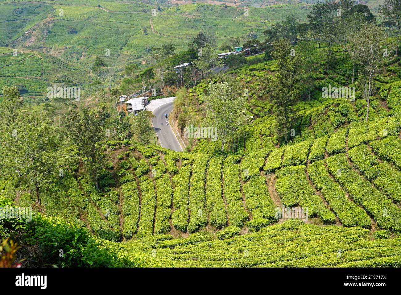 Cukul Sunrise Point at Tea Plantation, Pengalengan, Bandung, West Java ...