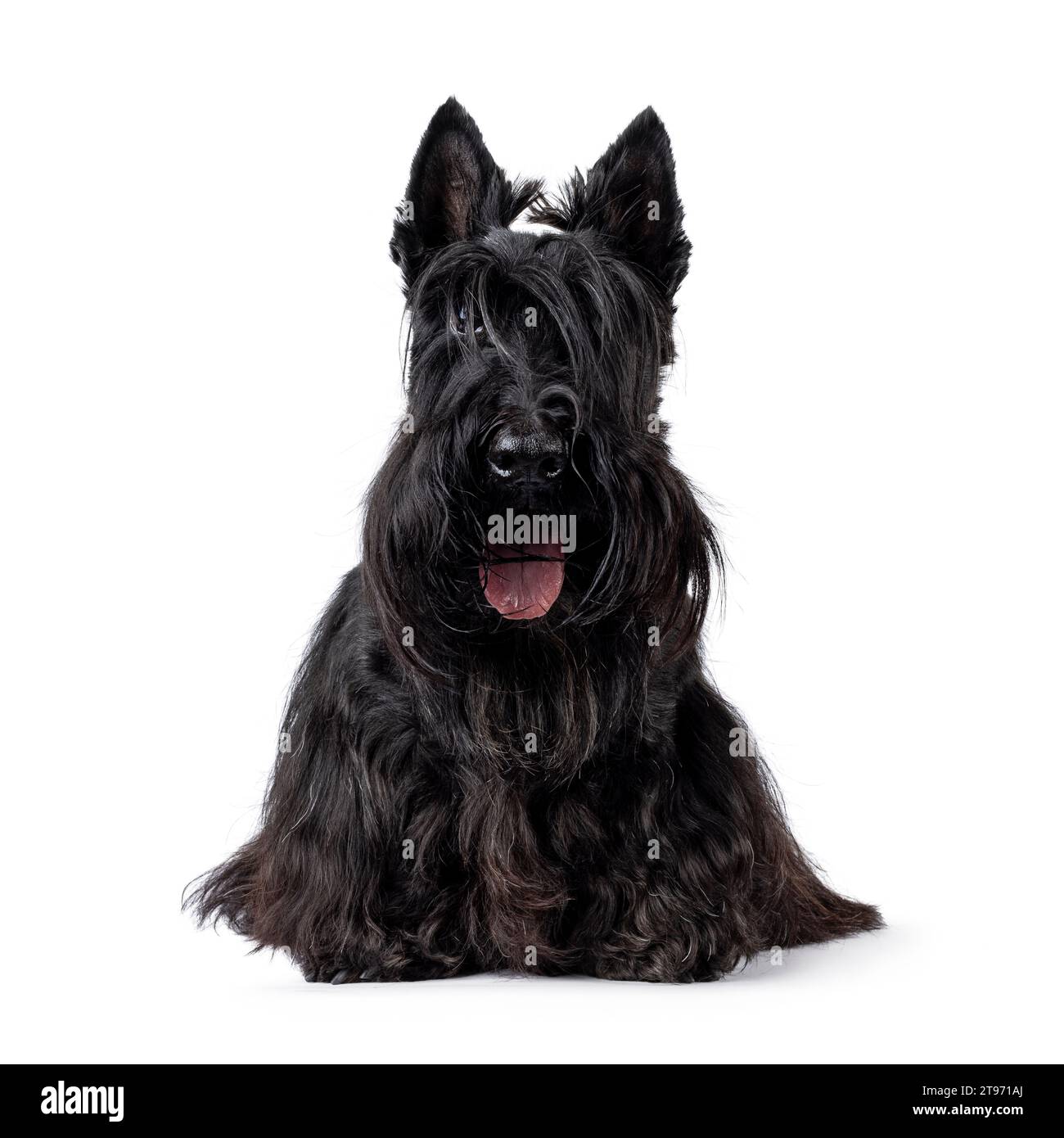 Cute adult solid black Scottish Terrier dog, sitting up facing front ...