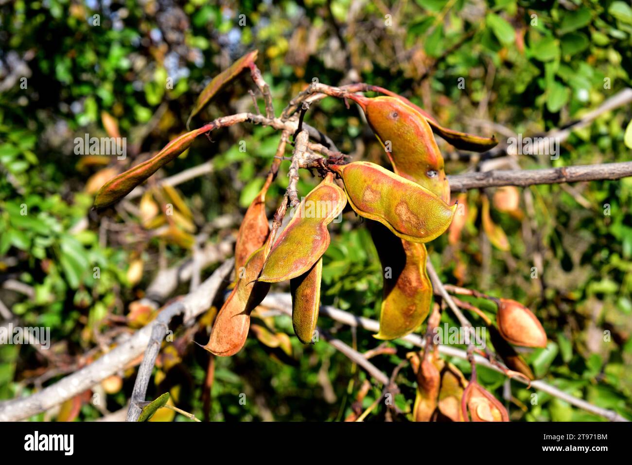 Cape honeysuckle (Tecoma capensis) is a scrambling shrub native to ...