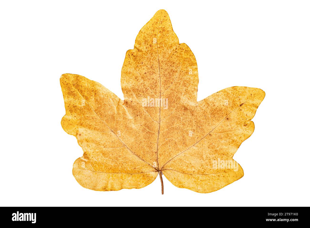 Maple leave close up isolated on white Stock Photo - Alamy