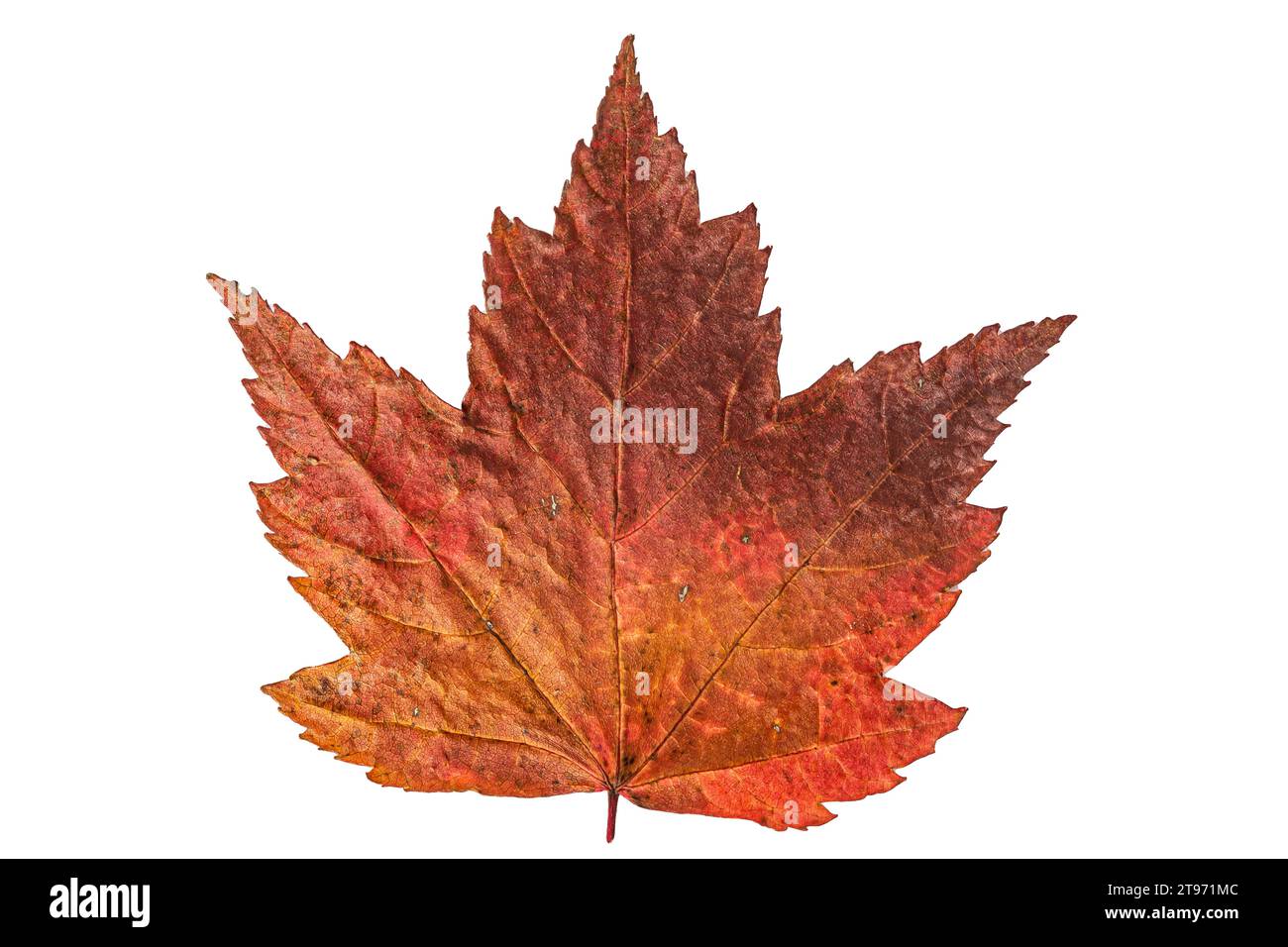 Maple leave close up isolated on white Stock Photo - Alamy