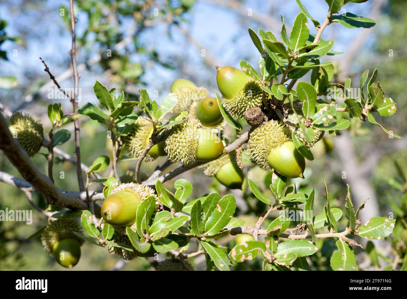 Palestine oak (Quercus calliprinos) is a small tree native to eastern ...
