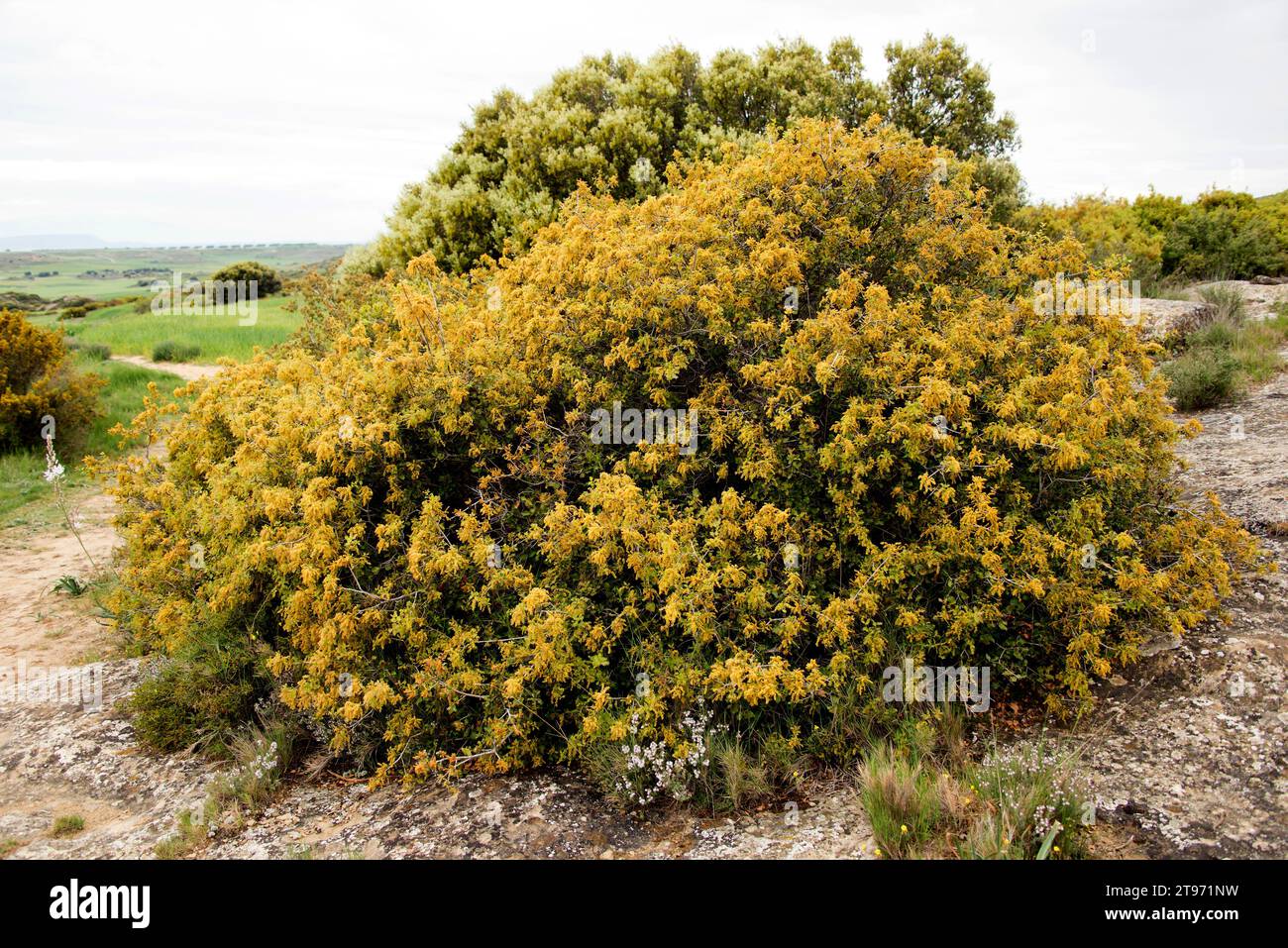 Oak quercus coccifera oak oak hi-res stock photography and images - Alamy
