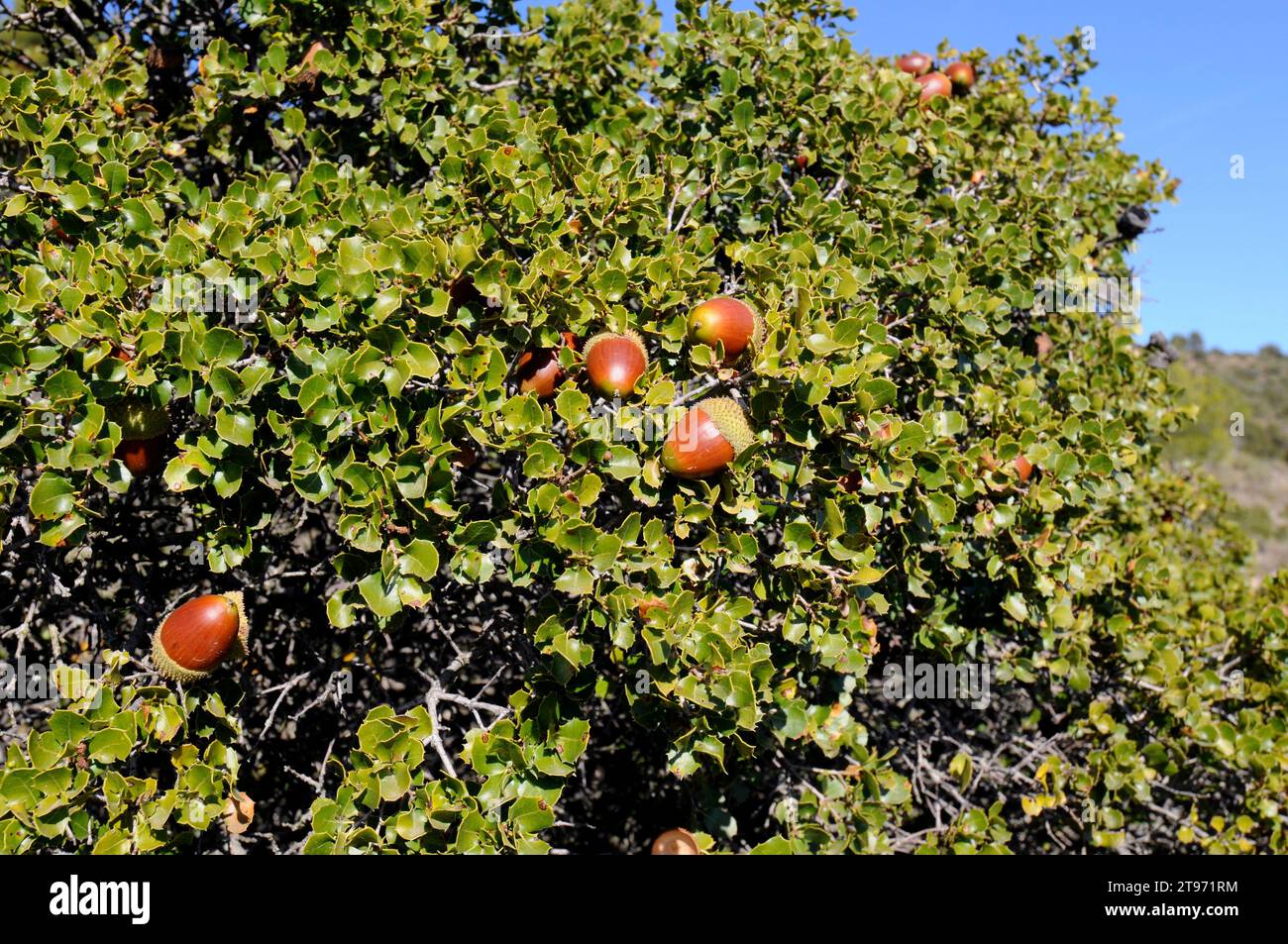 Kermes oak (Quercus coccifera) is a evergreen shrub native to ...